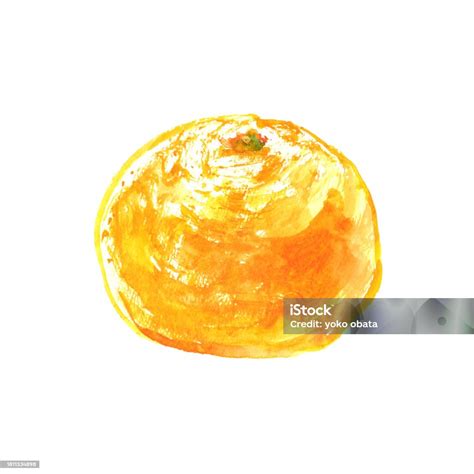 수채화로 칠해진 귤의 그림 0명에 대한 스톡 벡터 아트 및 기타 이미지 0명 감귤 감귤류 과일 Istock