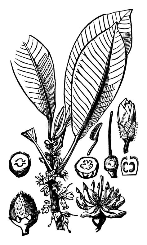Percha Tree Stock Illustrations 5 Percha Tree Stock Illustrations Vectors And Clipart Dreamstime