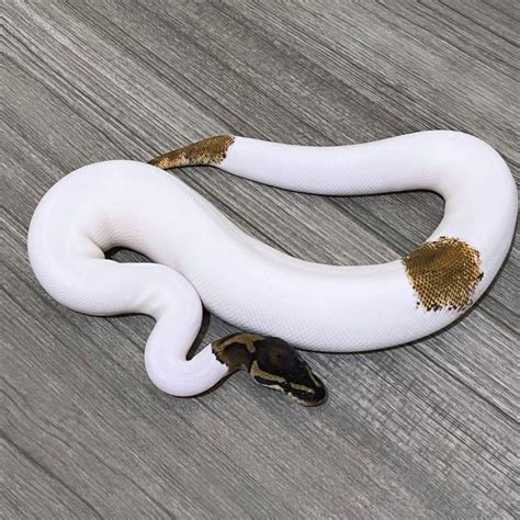 Jual Ular Bp Ballpython Hi White Pied Calico No Retic Molu Python Corn