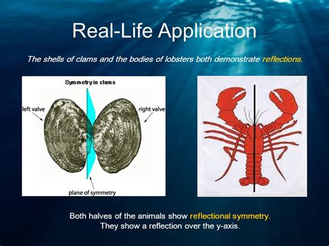 Reflectional Symmetry In Real Life