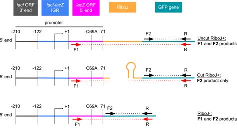 Scheme Of The Rt‐qpcr Primer Design To Quantify The Efficiency Of Riboj