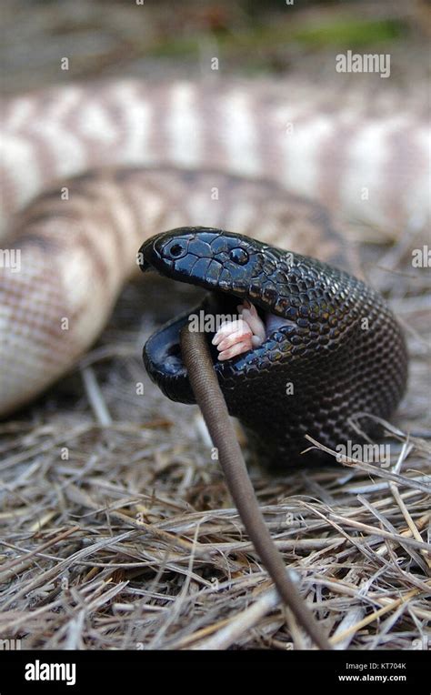 Australian Black Headed Python Aspidites Melanocephalus Swallowing A Black Rat Rattus Rattus