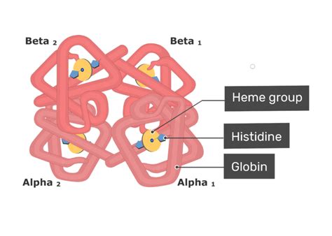 Hemoglobin Structure Function And Diagram Getbodysmart