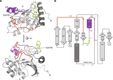 Structural Basis For The Hydrolytic Activity Of The Transpeptidase Like Protein DpaA To Detach