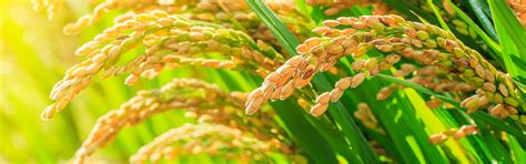 Unlock Your Crops Full Potential With Optimal Bloom NPK Formulas Optimal Bloom