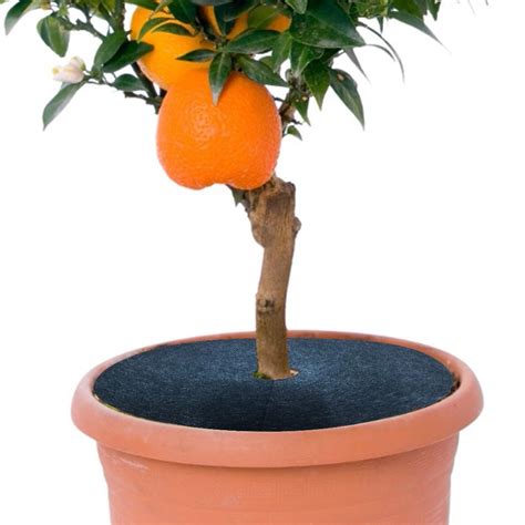 Non Woven Tree Cover Felt Cloth Prevention Cover C Grandado