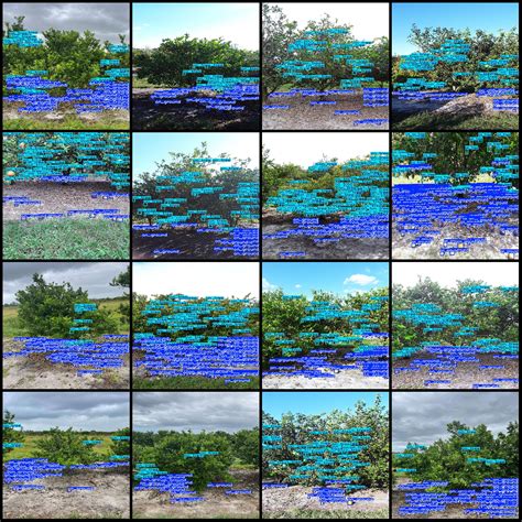 基于yolov11的树上地下柑橘橘子检测系统python源码pytorch模型评估指标曲线精美gui界面 腾讯云开发者社区 腾讯云