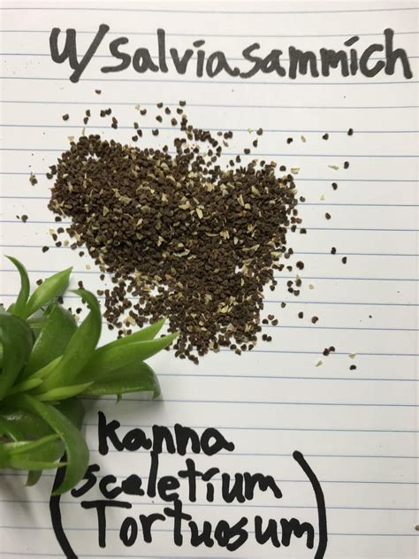 Weve Got Kanna Seeds And More Rkanna