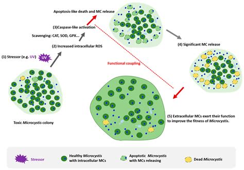 Oscillatoria Cell Structure