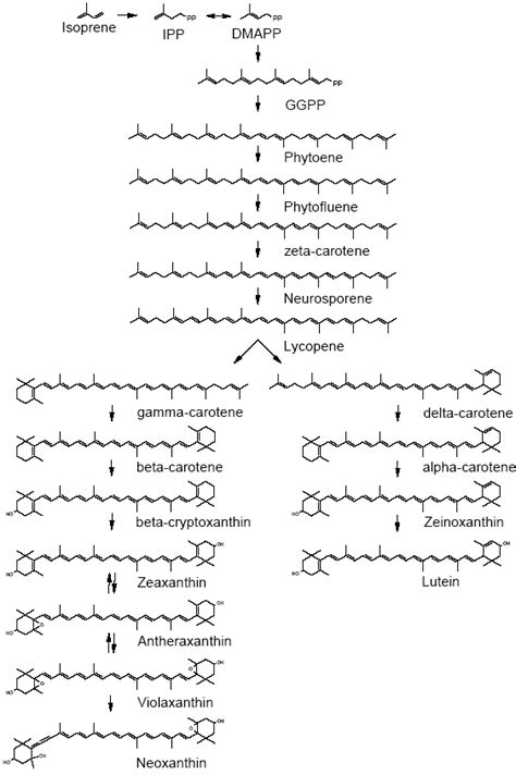 Simplified Version Of The Carotenoid Biosynthetic Pathway In Plants Download Scientific