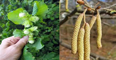 The Wonderful Hazel Tree Corylus Avellana Nutrition Healing And