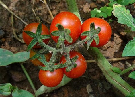 Free Images Fruit Flower Ripe Food Red Produce Vegetable Fresh Dharwad Flora India
