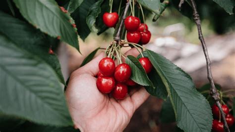 Коли варто збирати вишневе листя щоб приготувати найсмачніший чай — поради Читайте на Ukr Net