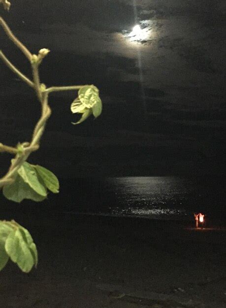 Premium Photo Reflection Of Trees In Water At Night