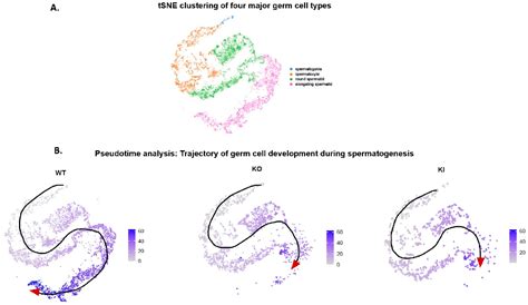 Figure 3 From Single Cell Transcriptomic Profiling Of The Mouse