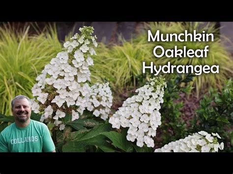Munchkin Oakleaf Hydrangea ~