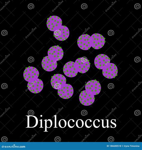 Diplococci Structure Bacteria Diplococcus Infographics Stock Vector
