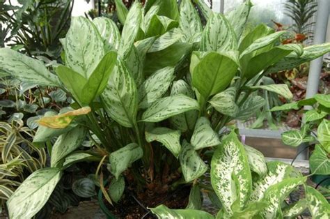 Wk6 Pictures Flashcards Quizlet