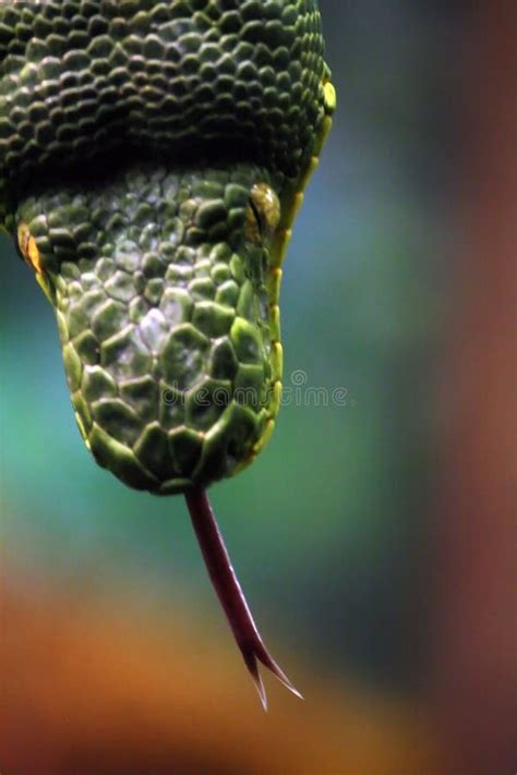 Forked Tongue Of A Green Tree Python Close Up Stock Photo Image Of Wild Large