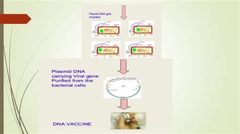 Recombinant Dna Vaccines Pptx Vaccines Medical Health