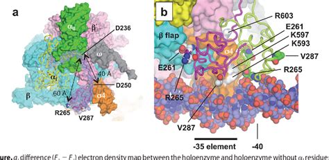 Table 1 From X Ray Crystal Structure Of Escherichia Coli Rna Polymerase