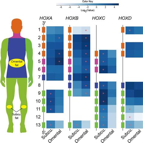 Heat Map Representation Of Expression Patterns Of Human HOX Clusters In
