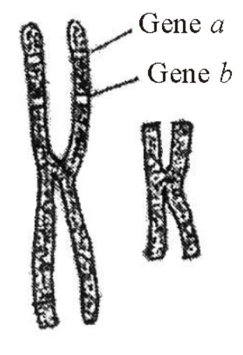 Given Below Is A Highly Simplified Representation Of The Human Sex