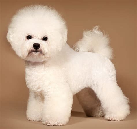 Бишон фризе груминга 70 фото картинки Sobakovod Club