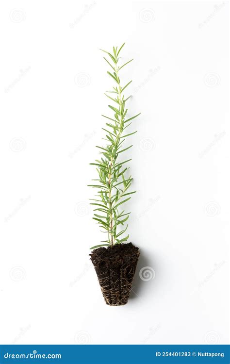 Rosemary Seedling Isolated Stock Image 14172991