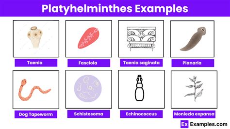 Platyhelminthes Examples Characteristics Species Habitat