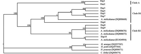 Maximum Parsimony Tree Constructed With Paup40b10 Software Based On