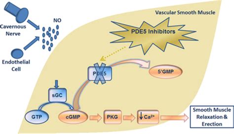 Management Of Ed Varicocele Hydrocele And Epididymis Flashcards Quizlet