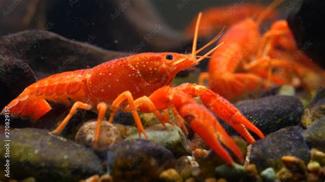Foto De Lobster Red Orange Brown And Yellow Lobster Walking On Rocks