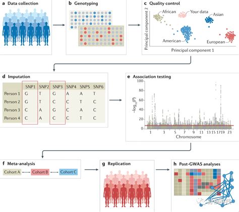 Gwas系列 带你读懂全基因组关联研究 一 知乎