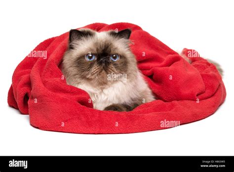 Cute Persian Colourpoint Cat Is Lying Covered With A Red Blanket