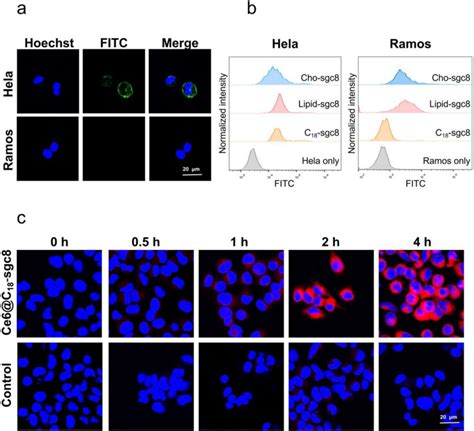 Aptamer Based Self Assembled Nanomicelle Enables Efficient And Targeted