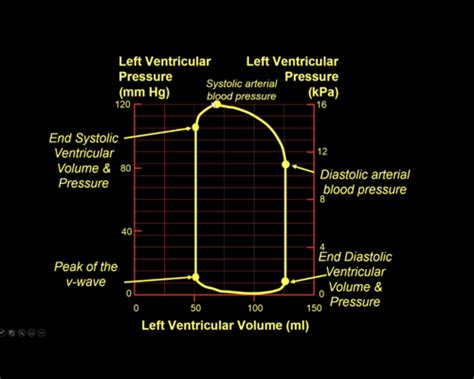 Physiology Of Contractility Flashcards Quizlet