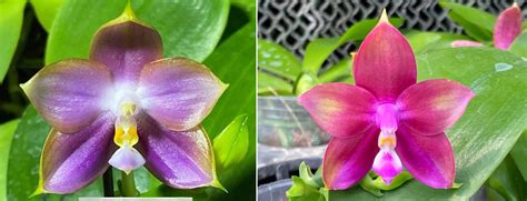 Phal Mituo Reflex Dragon Blue 2 X P Mituo Love M2 Amm46 Orchibias