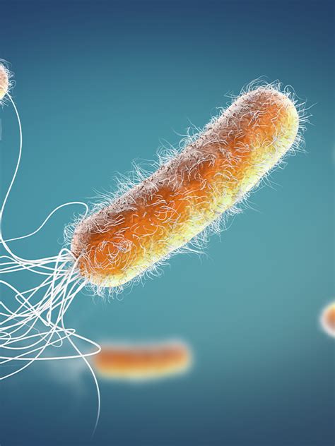 Quest Ce Quun Antibiotique Yakult