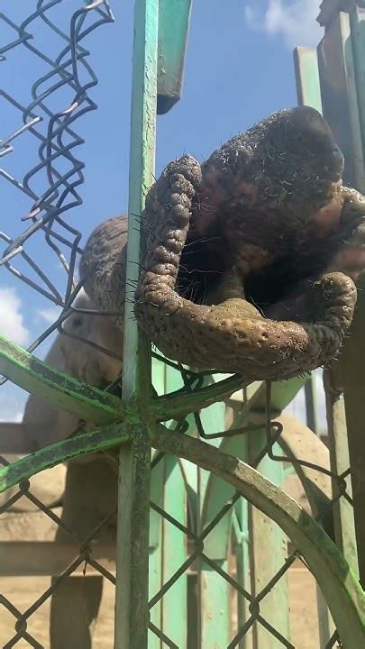 فيل ضخم كبير بالسن 😍سبحان الخالق Youtube