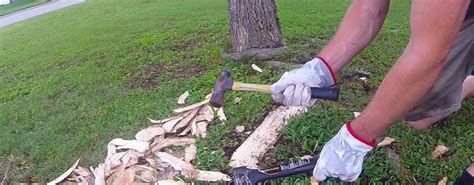 How To Remove Tree Roots The Housing Forum
