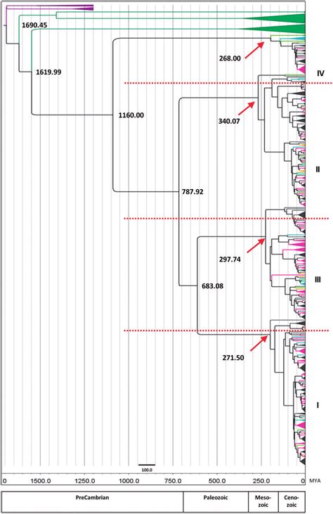 bayesian evolutionary tree of cpks with a relaxed molecular clock the