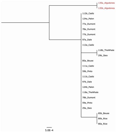 Maximum Likelihood Gene Tree For Locus Sun08 Generated Using Garli V