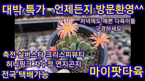 마이팟다육 피곤한 수요일 저녁 다육이들 보면서 힐링하세요~~ 축전 핑크스팟 크리스피뷰티 마케베니아금 브레이브철화 Youtube