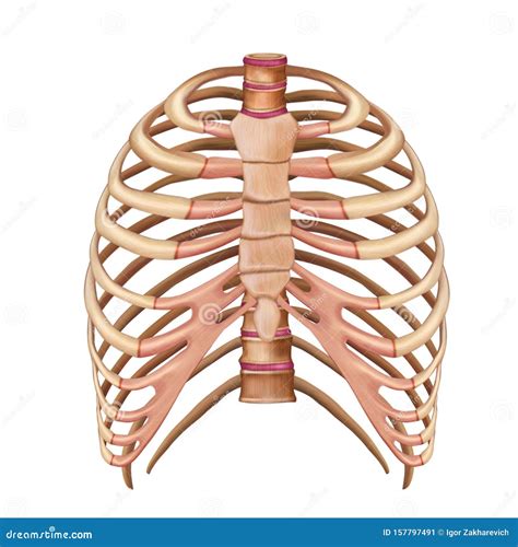 Human Thorax Anatomy