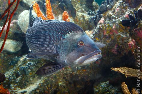 Data Limited Methods Toolkit Dlmtool Management Strategy Evaluation