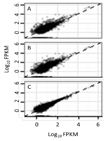 Figure S3 Variance Between Transcriptomes Of Three Biological Download Scientific Diagram