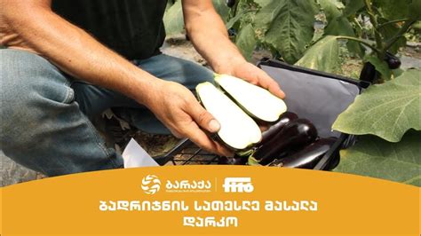 ბადრიჯნის სათესლე მასალა Youtube