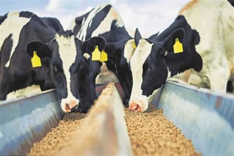 Granules Cattle Feed Supplements Packaging Type Pp Bag Packaging Size 10 Kg At ₹ 100 Pack In