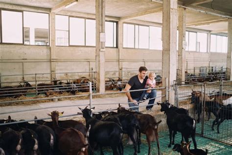 The Intricacies And Rewards Of Goat Farming